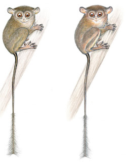 Spesies Baru: Dua Tarsius Baru Ditemukan di Semenanjung Sulawesi Utara ...