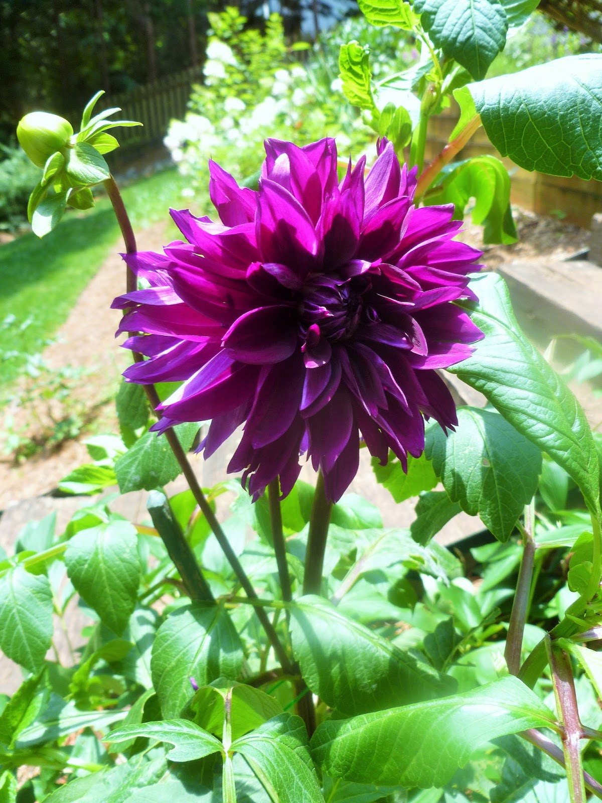 Lindaraxa: The Summer Garden