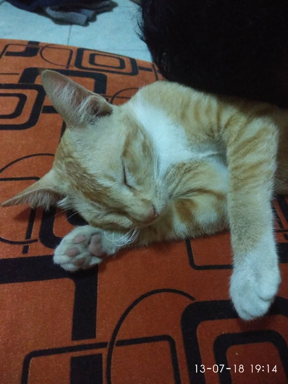 kucing kuning pemalas