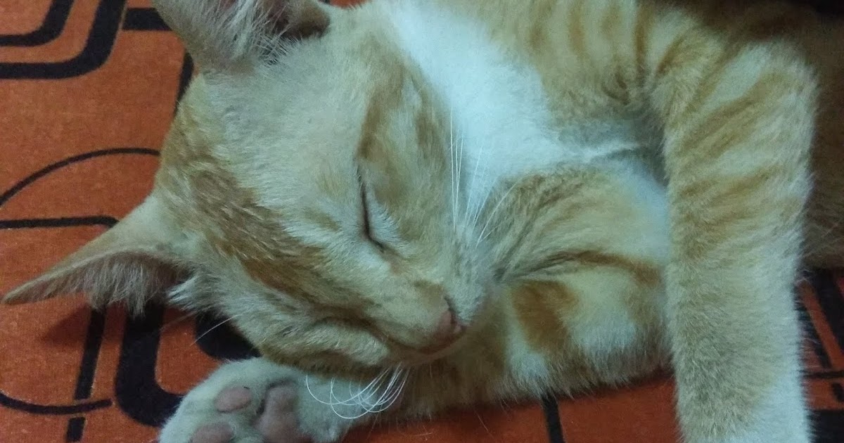kucing kuning pemalas