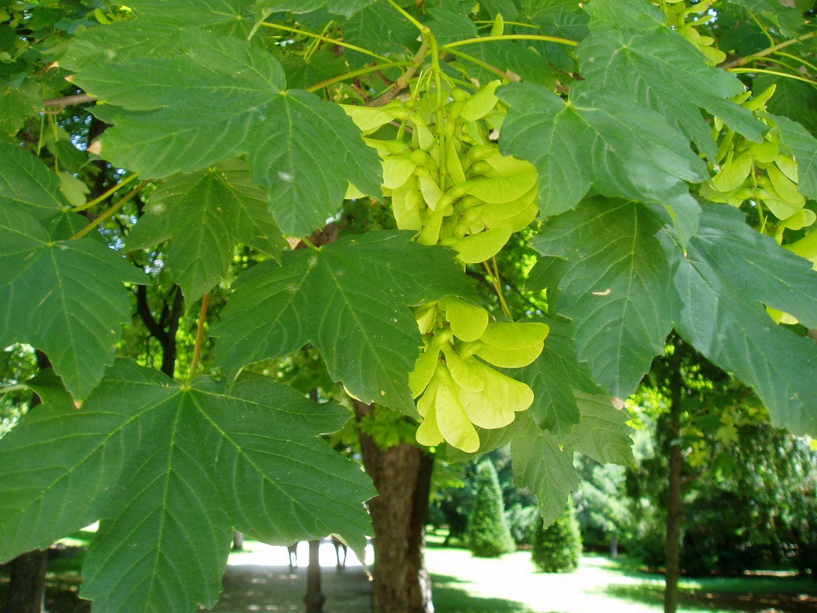 SICOMORO: Acer pseudoplatanus | Plantas rioMoros