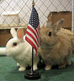 Rabbit Ramblings: Make it a Happy 4th of July for your bunnies, too!