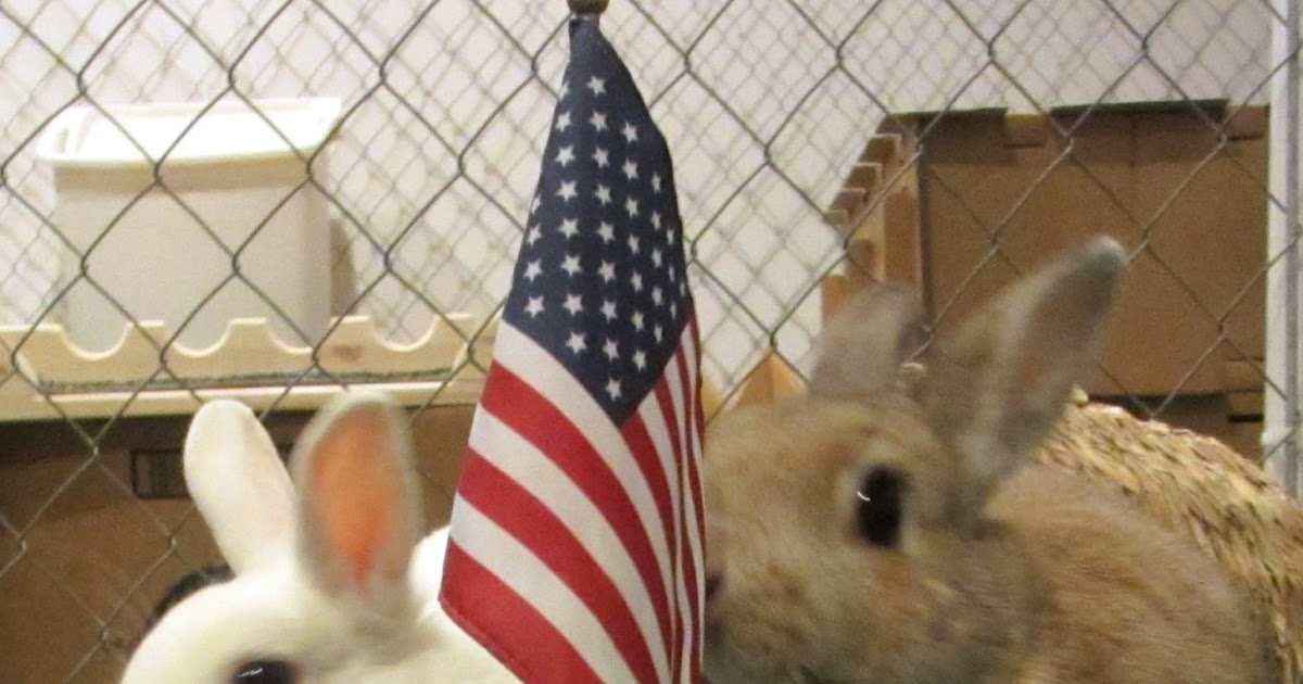 Rabbit Ramblings: Make it a Happy 4th of July for your bunnies, too!