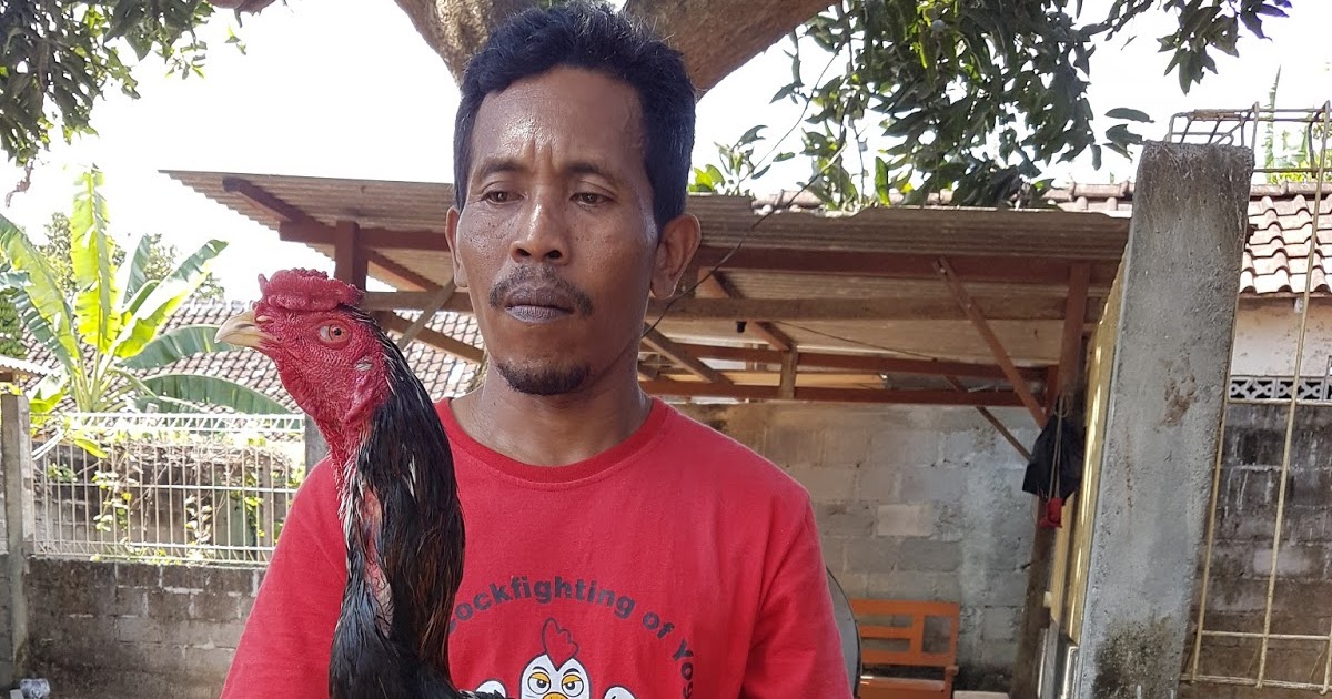 Kandang Mutiara Farm: KMF 431 khoyngon SOLD to Jakarta