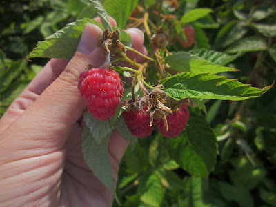 Dimples & Delights: Our Last Summer Adventure