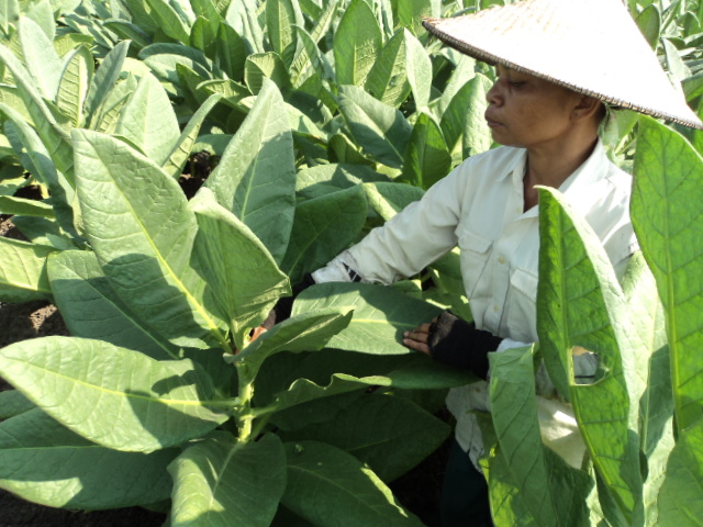 Rajangan pak Pie Ploso: Spesial Tobacco From Jombang | Tembakau dan ...