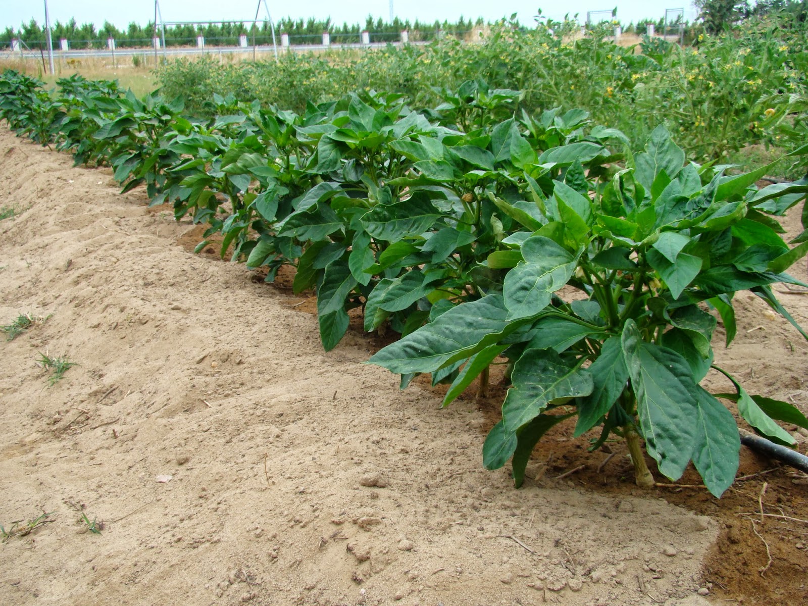 SOLySAL : Hortalizas de verano en Sol&Sal: Los pimientos de Padrón