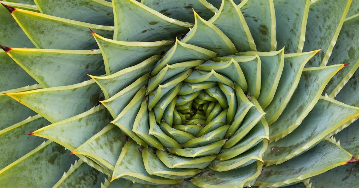 Business & Biomimicry: Looking to Nature for Answers