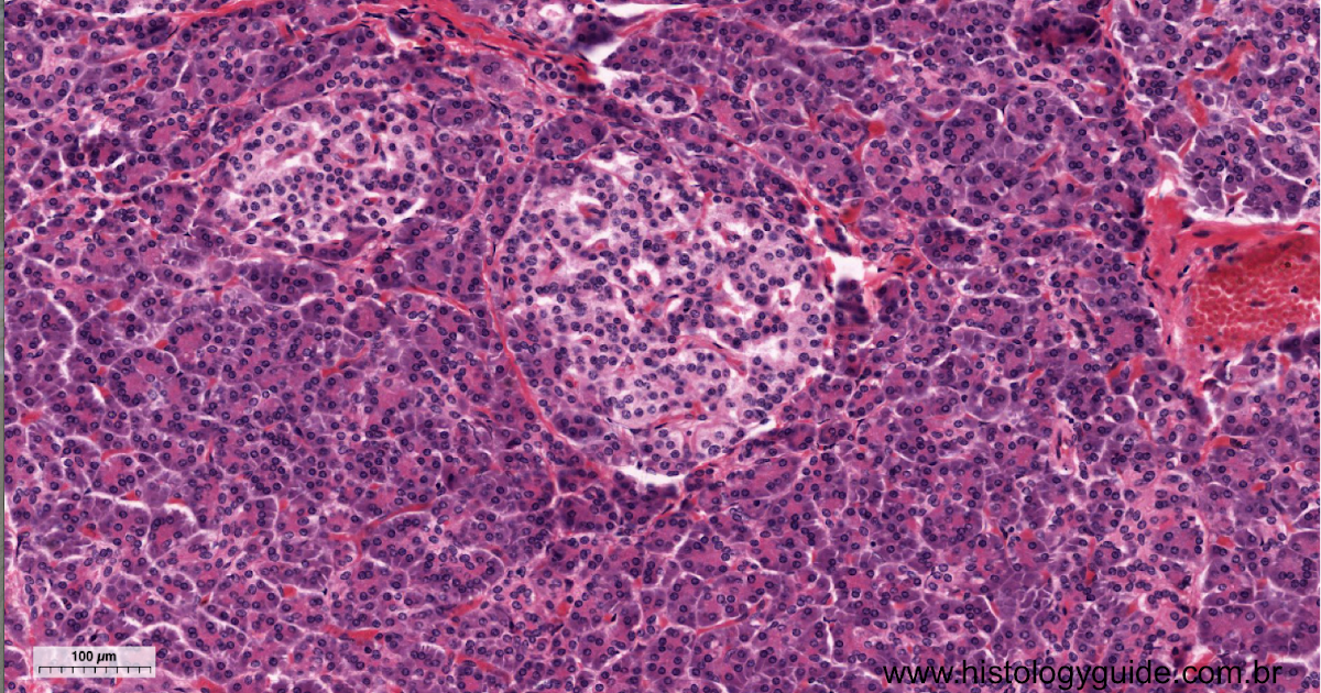 Atlas virtual de histologia e patologia: PÂNCREAS