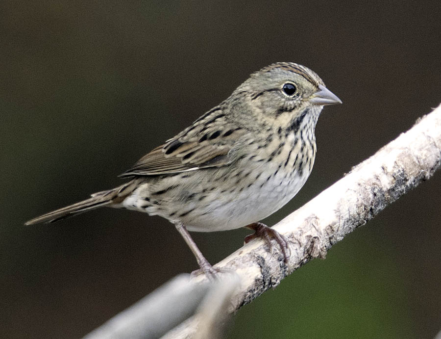 One Jackdaw Birding: Lincoln's Sparrow, Swamp Sparrow and American Pipit