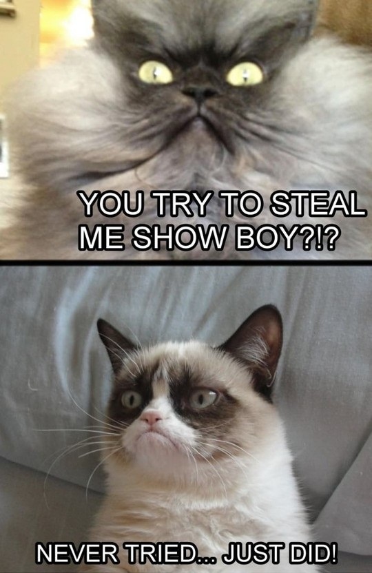 Grumpy Cat Quotes | Funny Collection World