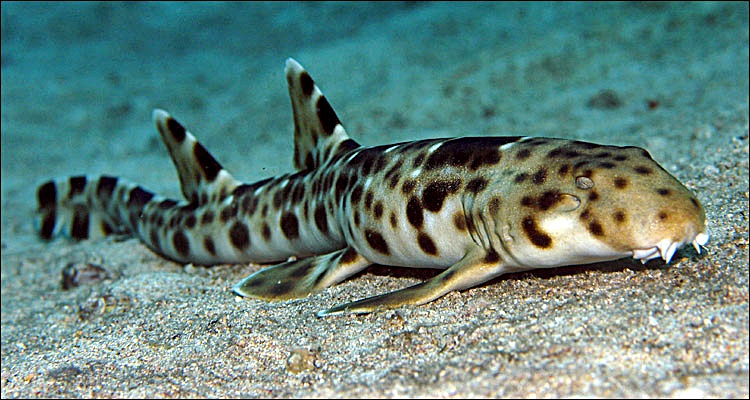 Ikan Epaulette Shark - Akuarium Ikan Hias