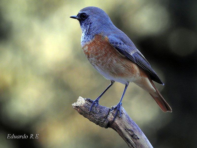 Colirrojo real (Phoenicurus phoenicurus) en paso migratorio. Colmenar ...