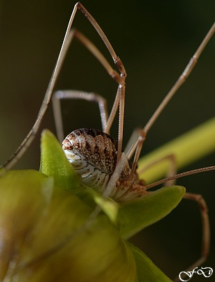 Natur' L: Gros plan sur le corps d'un faucheux sans venin ni soie...
