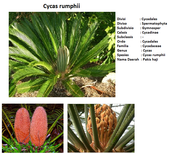 Intan Nirmala Blog's: TUMBUHAN BIJI (Spermathophyta)