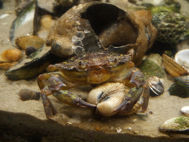Agroregeneration: Invasive Crab Species Returns Balance To Cape Cod ...