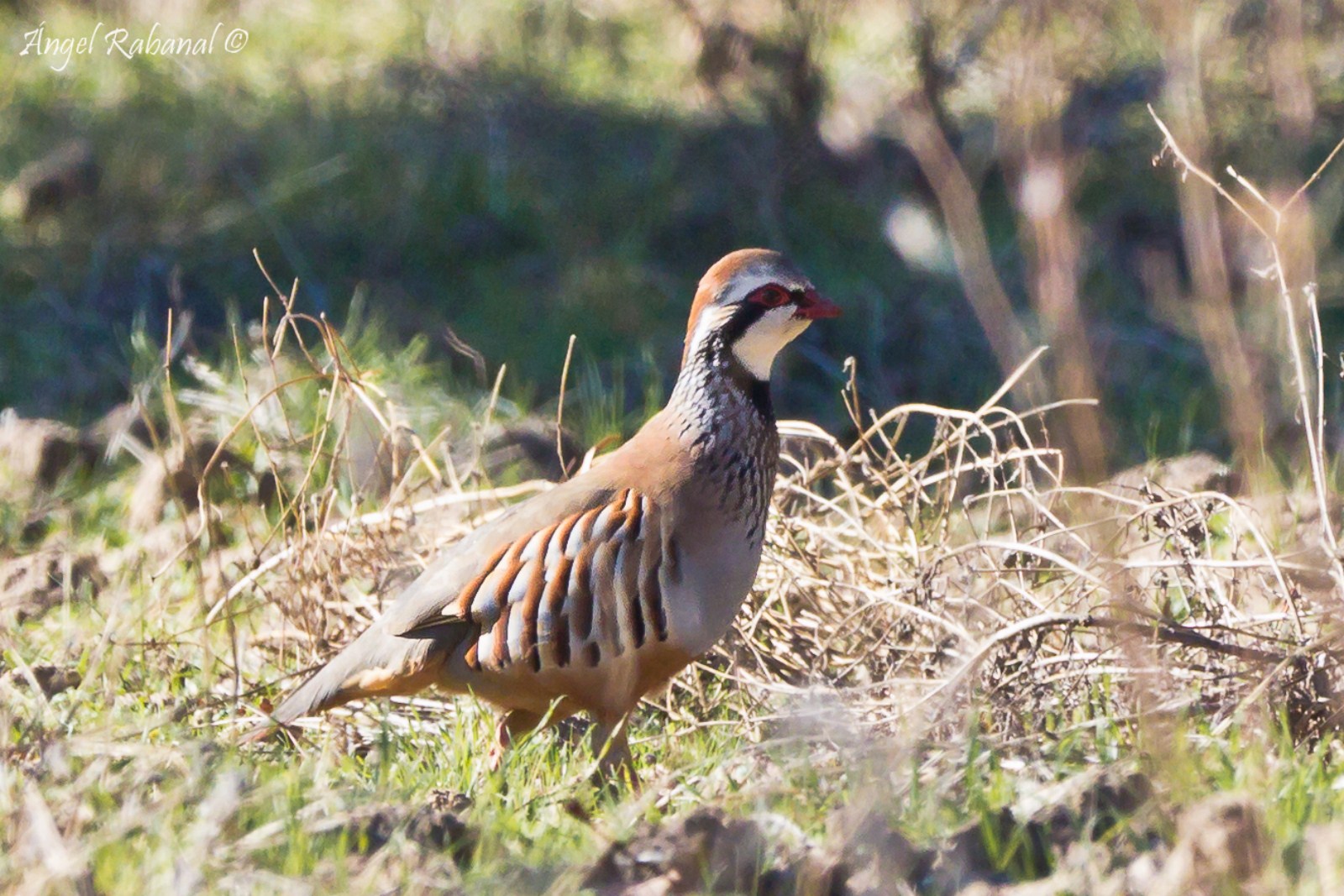 Calamones de la isla: Nuevo equipo