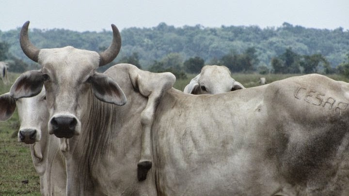 los animales mas raros del mundo: Vacas con mas de cuatro patas
