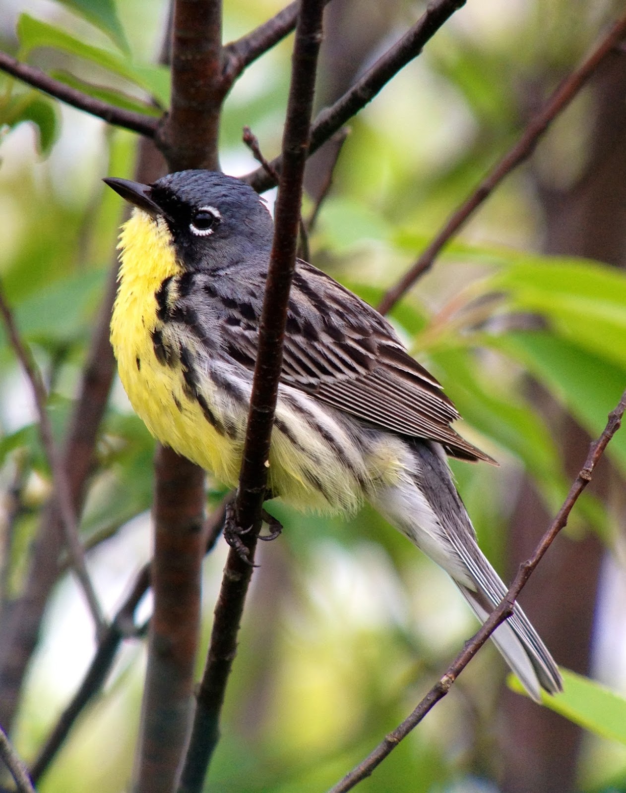 Accidental Big Year 2013: KIRTLAND'S WARBLER