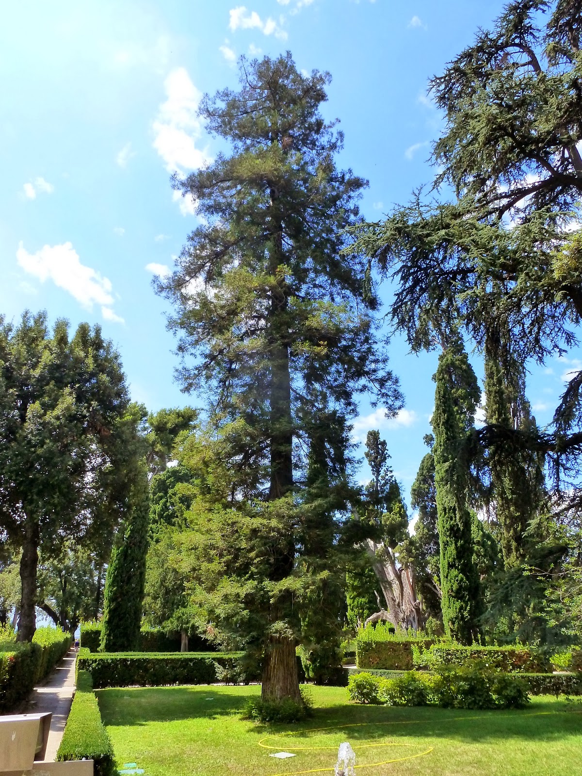 Árboles con alma: Sequoya roja. (Sequoia sempervirens)