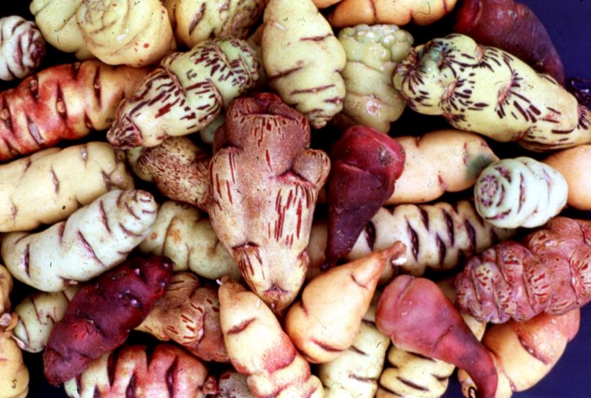 Mashua y el Biocomercio: junio 2016