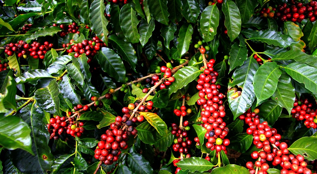 Coffea cruda
