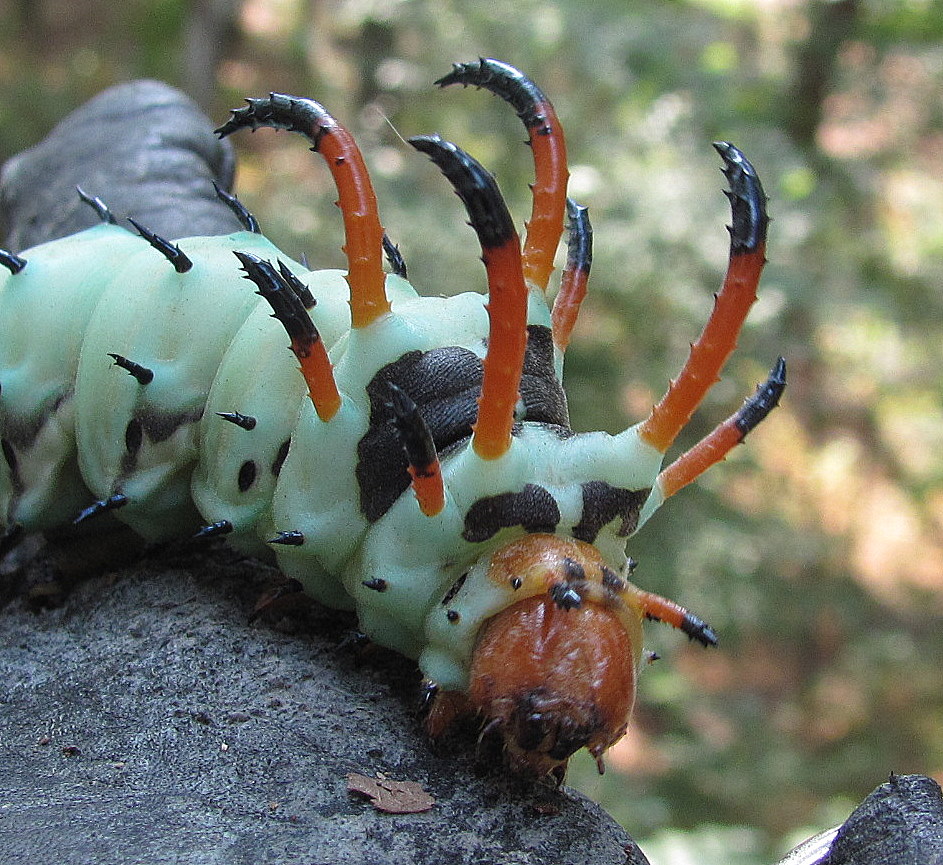 Hickory Horned Devil - Citheronia regalis larva! | Creatures ...