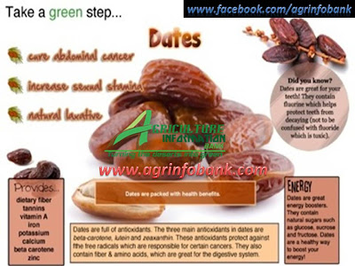Health Benefits of Dates | Farming: Feed the hungry world