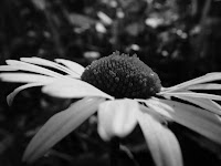 Ambiguous Photography: Nature Walk
