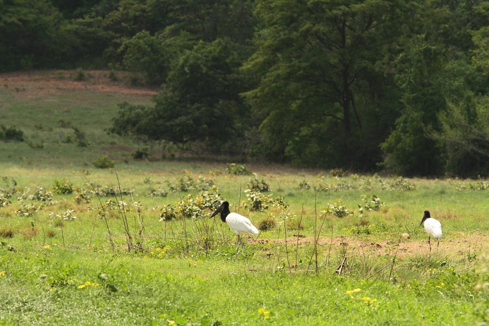 Nuestro bello mundo...: Excursion al Hato Pinero, Edo. Cojedes ...