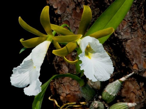 Grupo Orquideófilo del Norte Santafesino: Prosthechea mariae (Ames) W.E ...