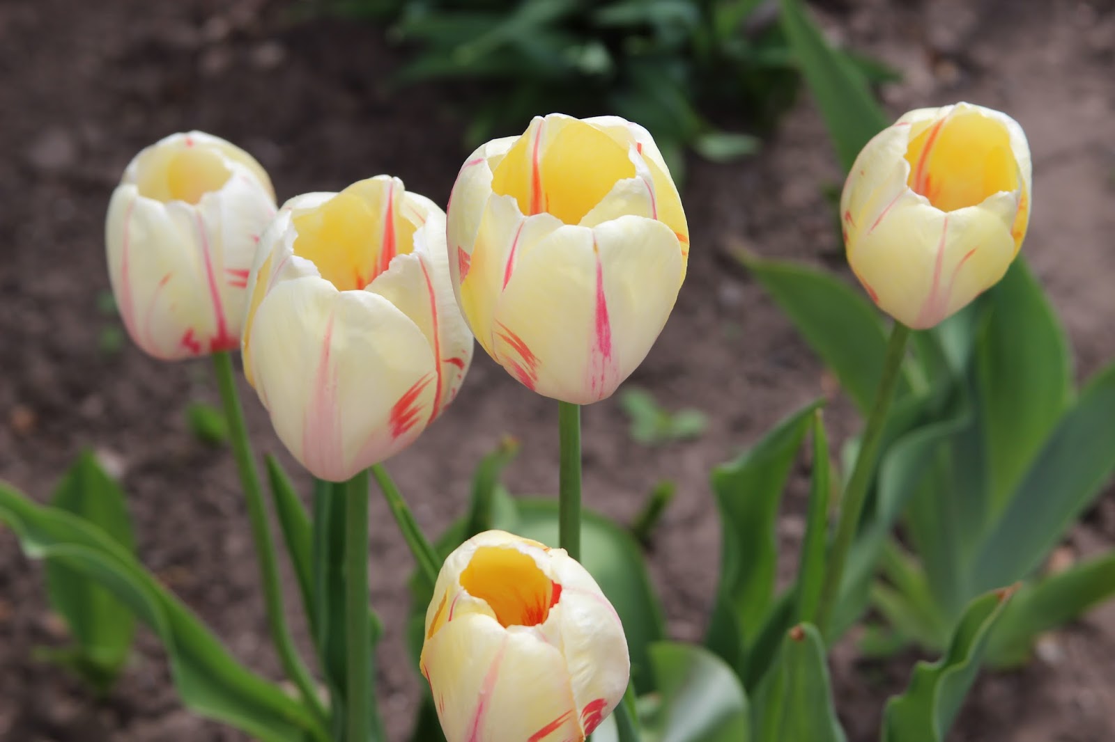 TULIPS MAKE LONG-LASTING SPRING BOUQUETS -- Combining reds and yellows ...