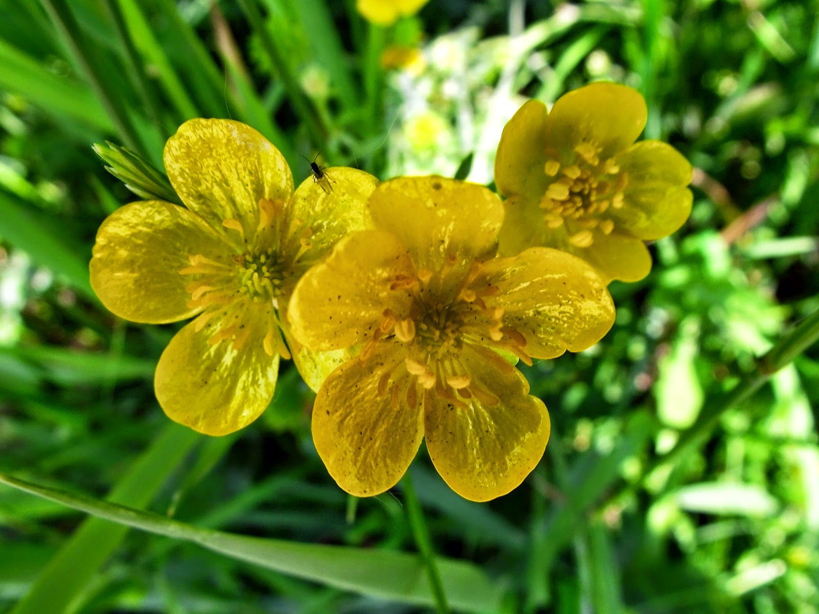 BOGLARKA FLOWER photos - wallpapers | the fun bank