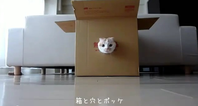 Catladyland: Cats are Funny: Cats and Boxes: The Hole Truth