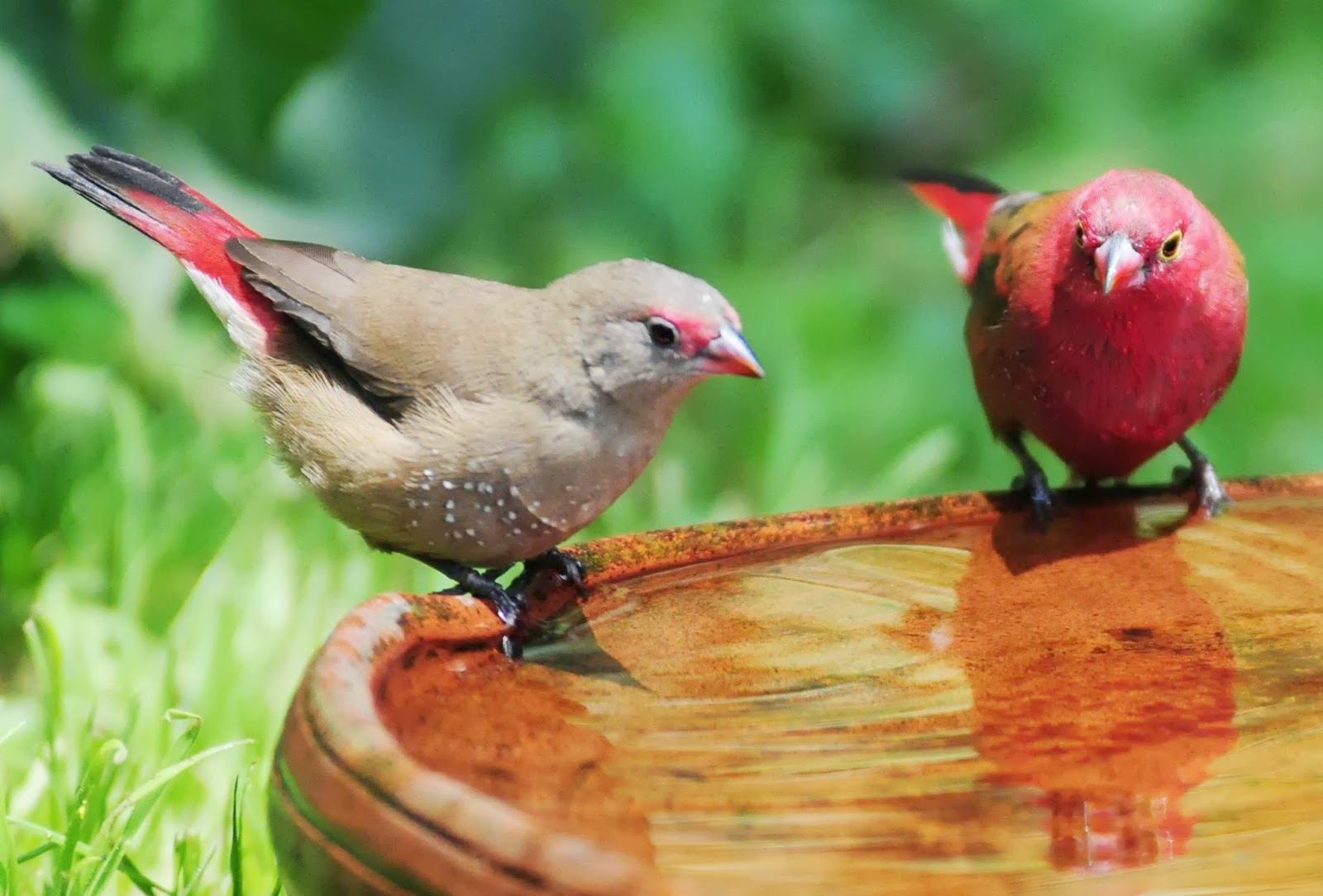 Incredible Pictures: Love Birds (High Resolution)