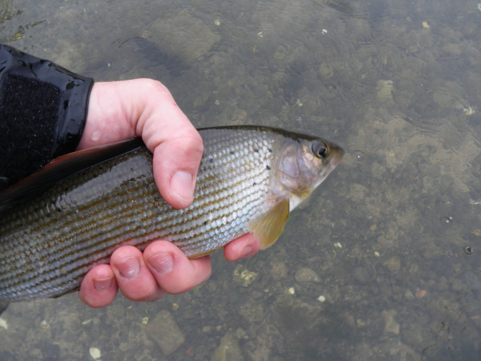 Fly Fishing and other adventures: The River Coln, Fairford in the Rain