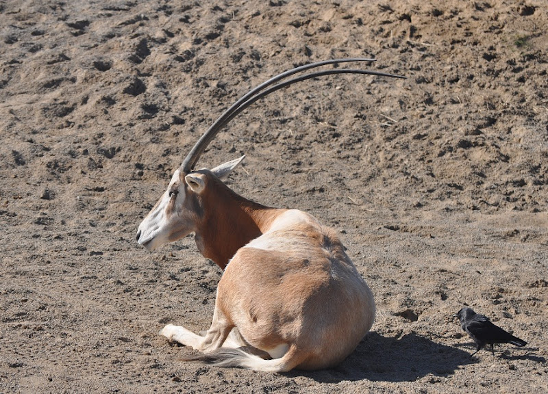 ZOOTOGRAFIANDO (6.100 ANIMALS): ORIX DE CUERNOS DE CIMITARRA / SCIMITAR ...