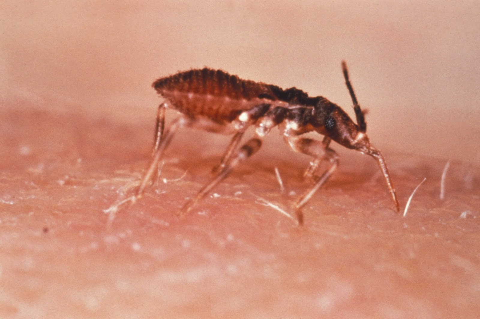 #Lista: Los insectos más peligrosos del mundo ~ Los Peligros de la Tierra