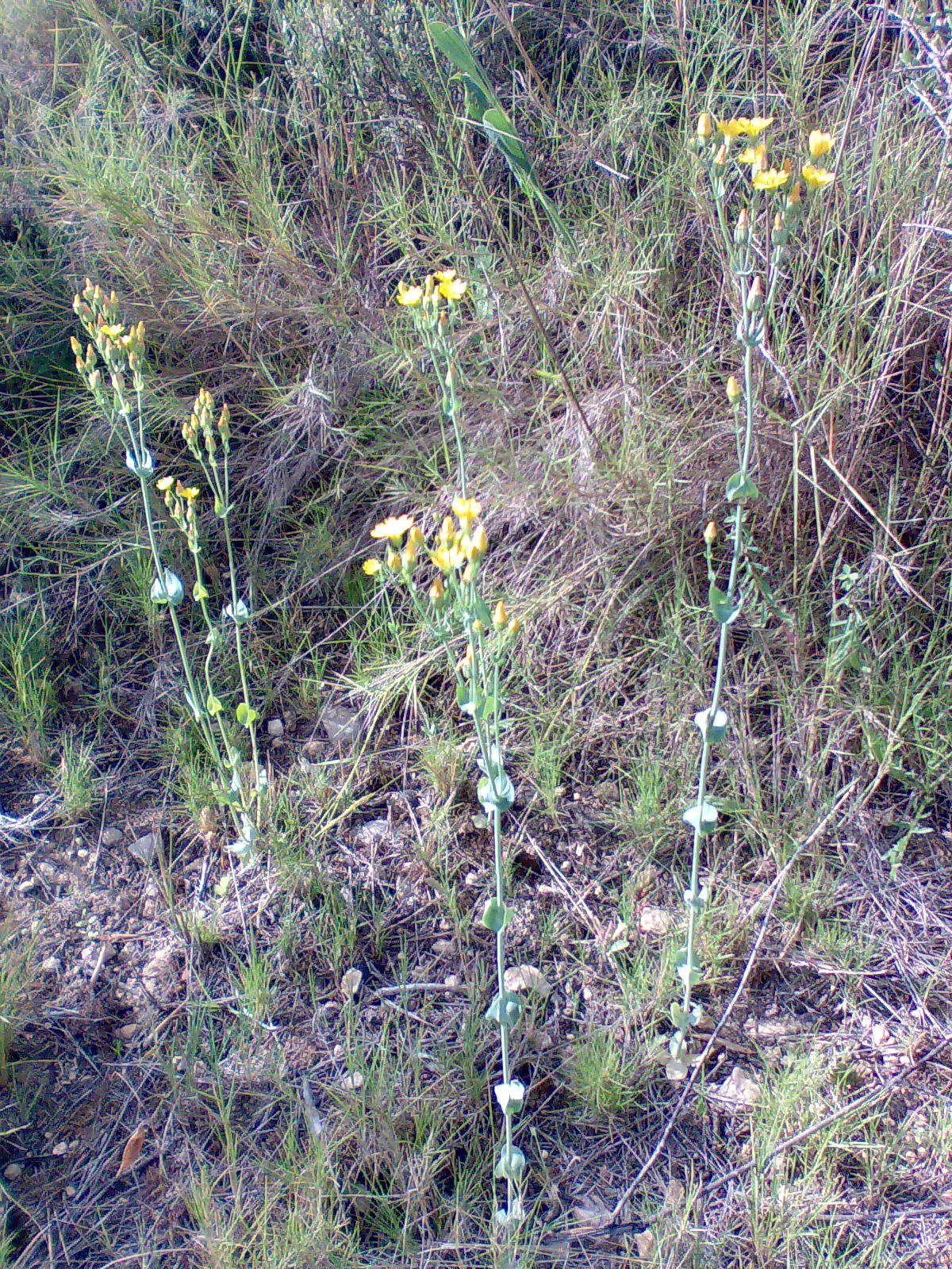 Flora de la Palma d'Ebre: LA CENTAURA GROGA