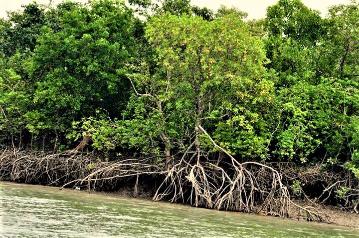 Sundarban, largest mangrove forest - History and Travel-world heritage BD