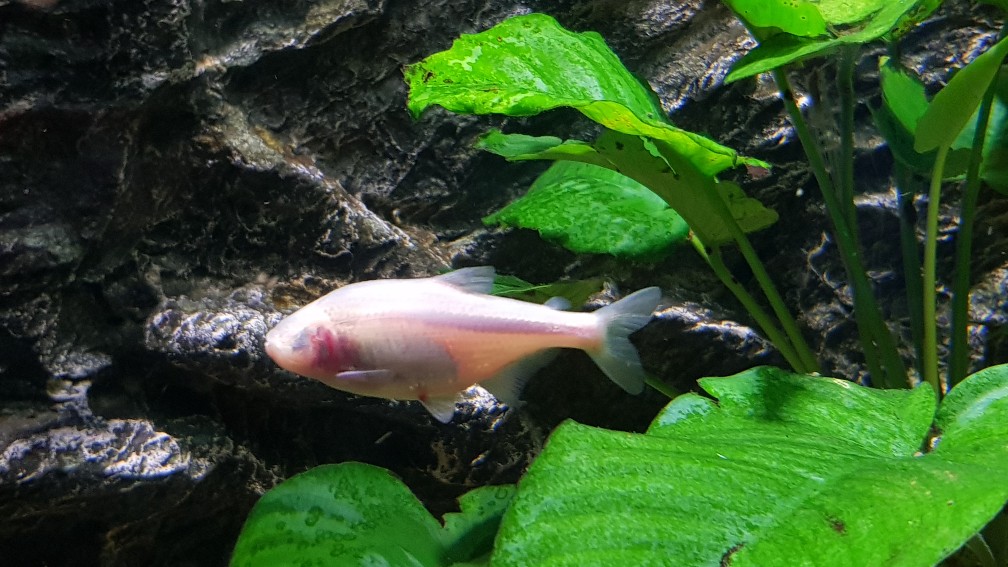 The Shore Oceanarium, Melaka - The Influenzas