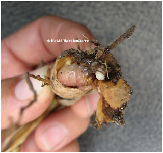 Heidi Horticulture: Iris Borer - Bacterial Soft Rot Control