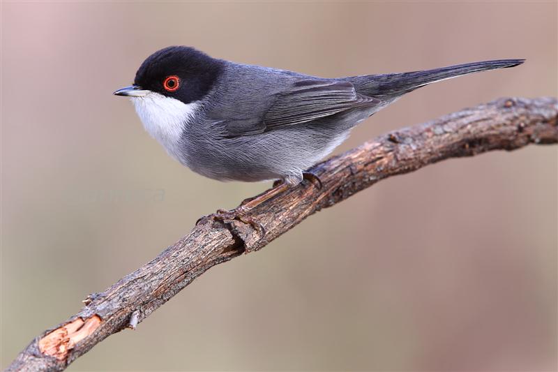 Visionatura: Un mundo de Currucas