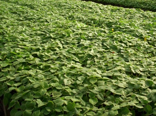 How to get rich with paulownia tree?!: Planting and caring paulownia ...