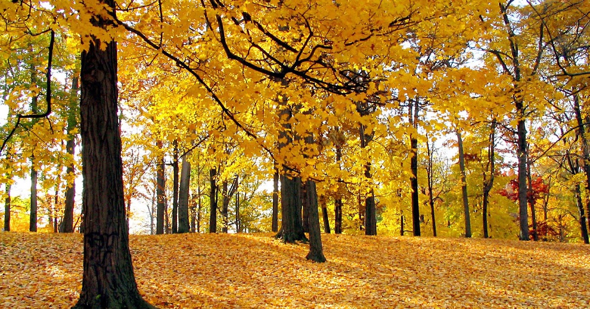 within a circle of trees: within a circle of trees