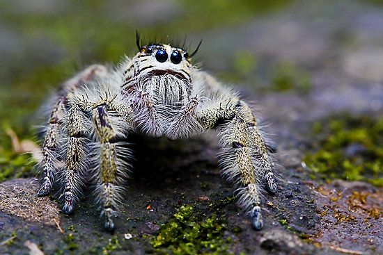 Jumping spiders | The Life of Animals