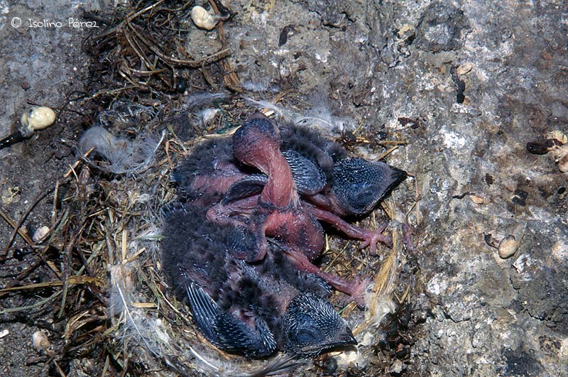 GUIA DE LA FAUNA DE GIJON: Vencejo común.