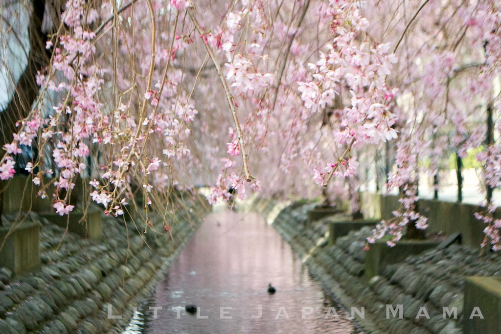little japan mama : Sakura 2012 ＊Happy Easter!＊