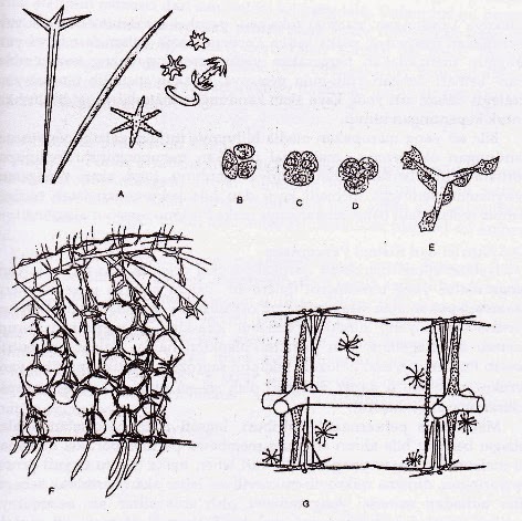 Materi Filum Porifera ~ Phylum Porifera