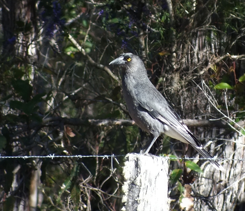 Lancashire and Lakeland Outback Adventure Wildlife Safaris: Bring on ...